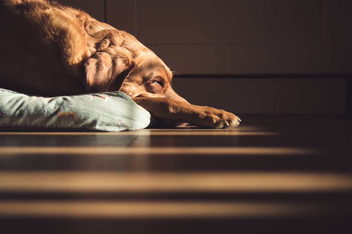 Your Dog’s Sleeping Positions and Their Meanings | ADVANCE™ Pet Food