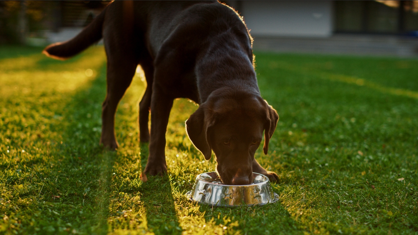 Common puppy feeding queries | ADVANCE™ Pet Food